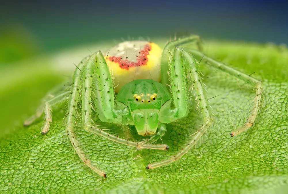Diaea (Flower spiders) | Humboldt Life | Lost Coast Outpost | Humboldt ...