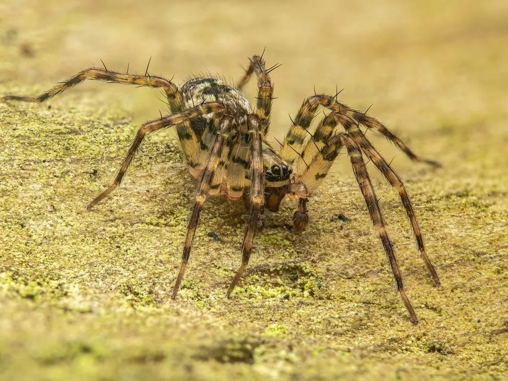 Cybaeidae (Soft spiders) | Humboldt Life | Lost Coast Outpost ...