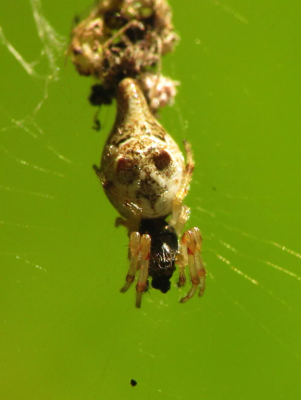 Chelicerata (Chelicerates) | Humboldt Life | Lost Coast Outpost ...