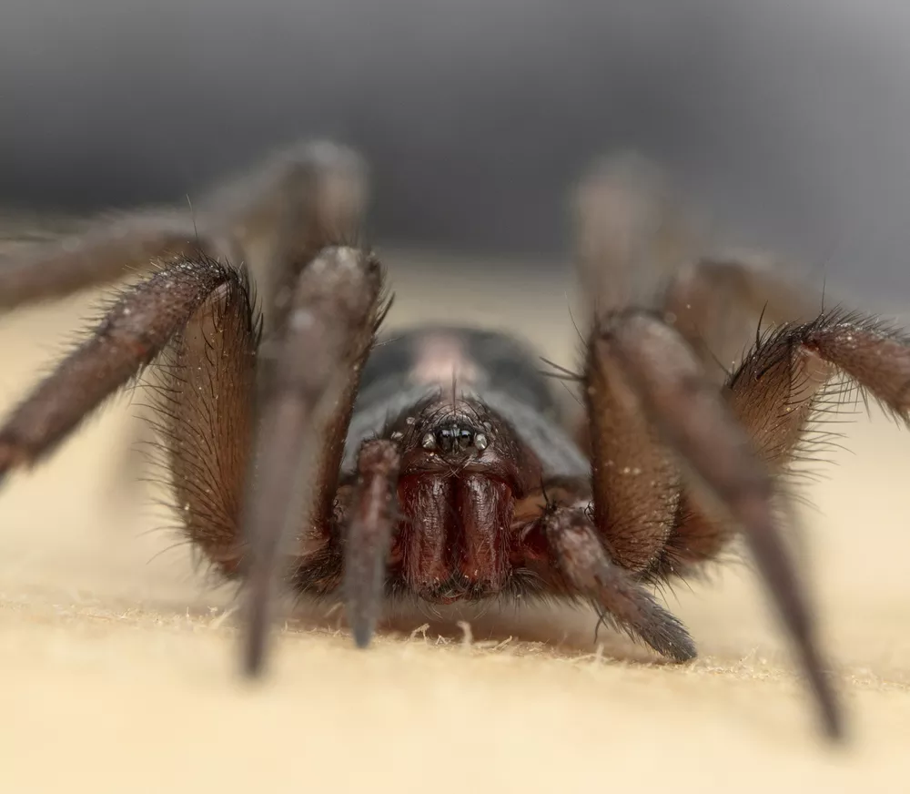 Herpyllus propinquus (Western parson spider) | Humboldt Life | Lost ...