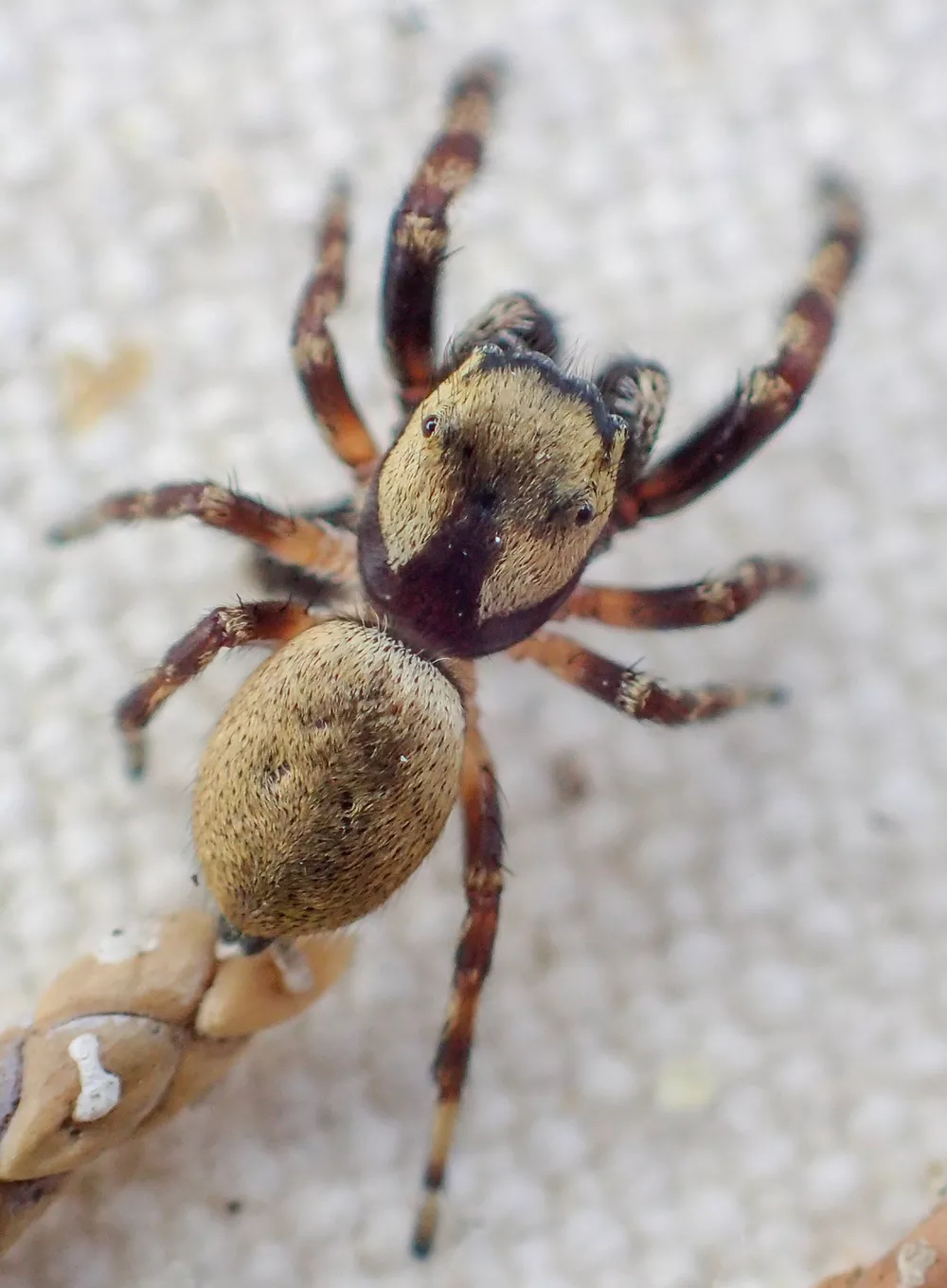 Dendryphantina | Humboldt Life | Lost Coast Outpost | Humboldt County News