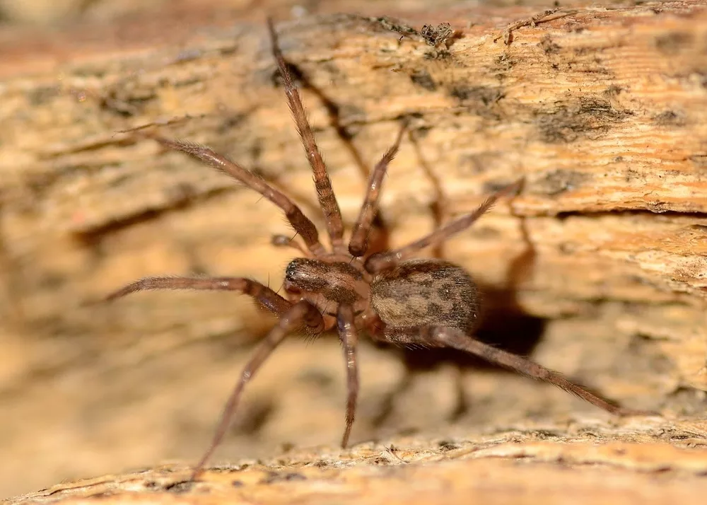 Tegenaria (House funnel-web spiders) | Humboldt Life | Lost Coast ...