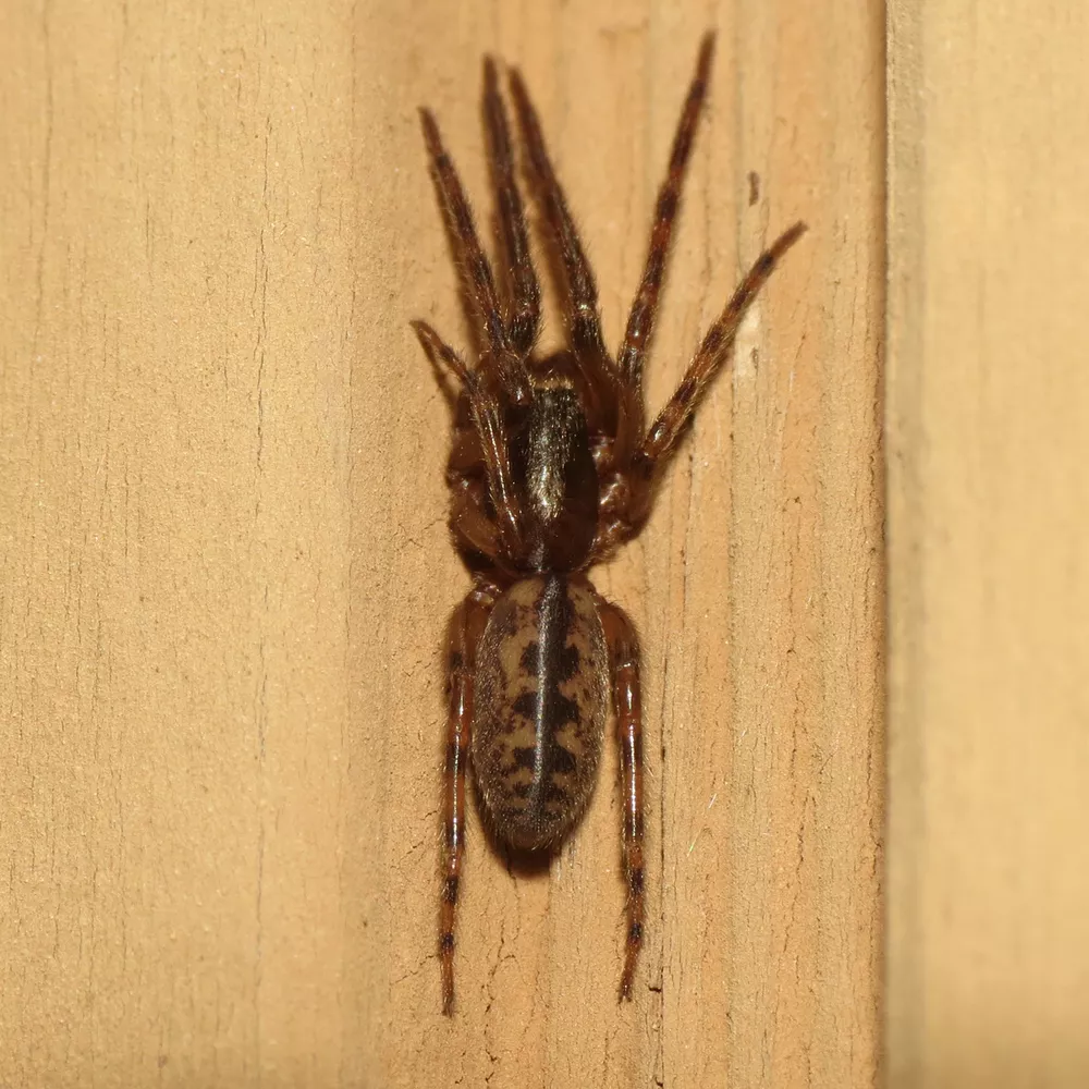 Dysderoidea (Goblin spiders and allies) | Humboldt Life | Lost Coast ...