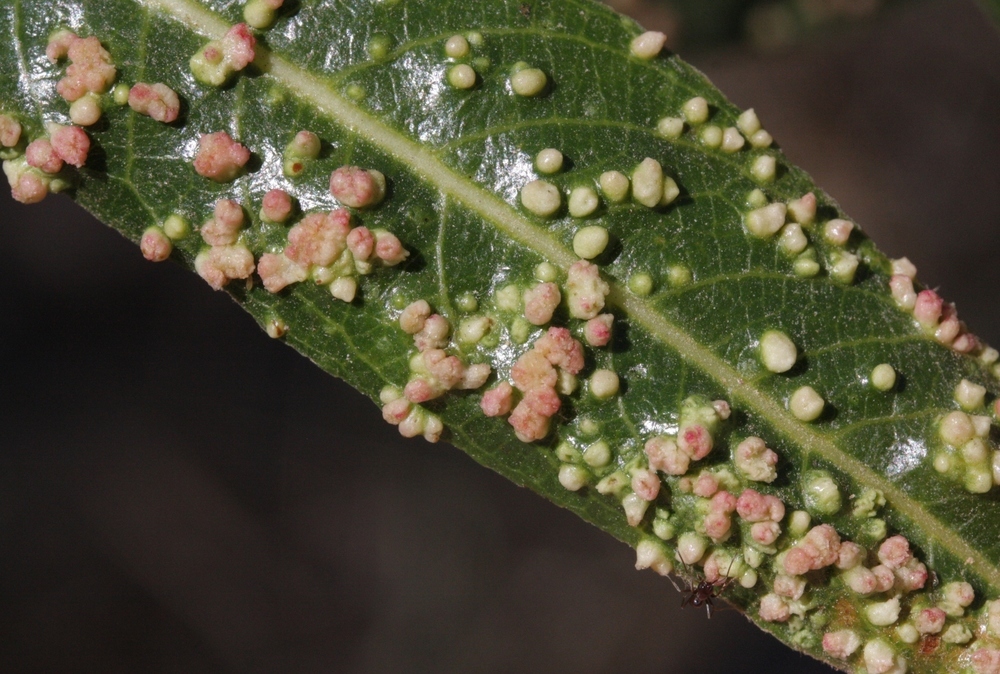 Aculus laevigatae (Western red willow mite) | Humboldt Life | Lost ...