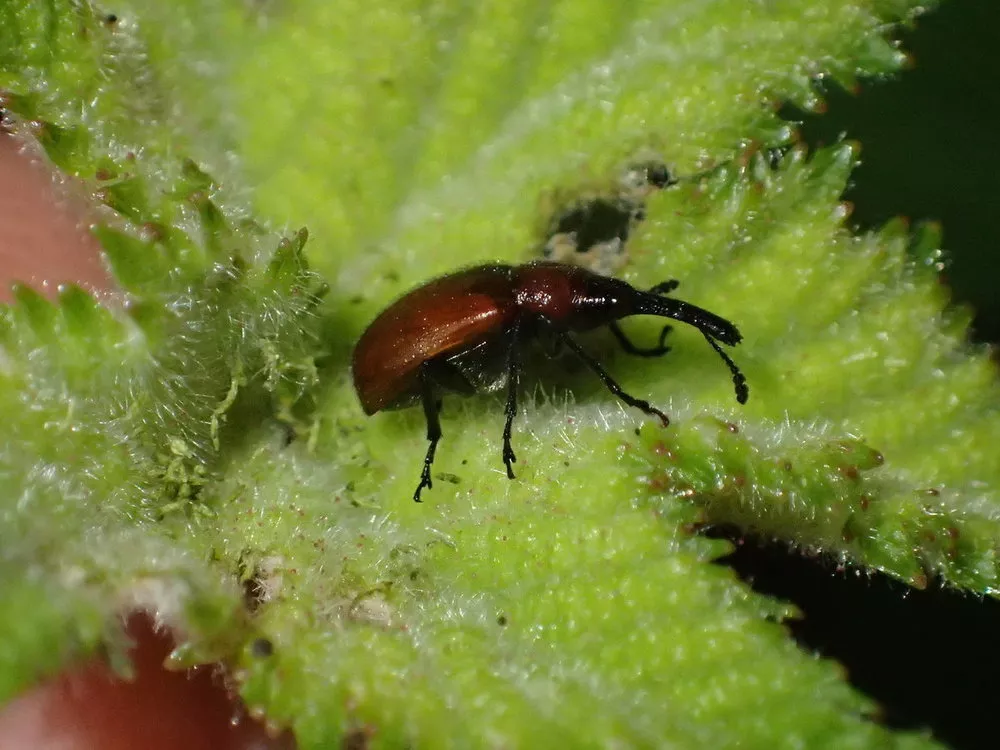 Attelabidae (Leaf-rolling weevils) | Humboldt Life | Lost Coast Outpost ...