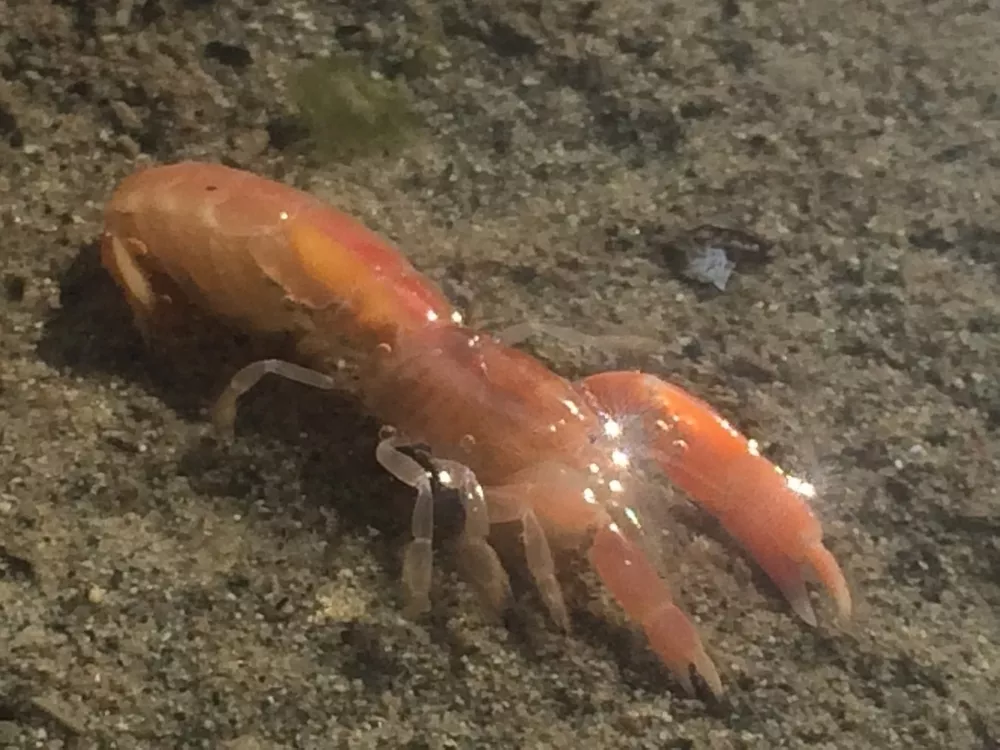Callianassidae (Ghost shrimps) | Humboldt Life | Lost Coast Outpost ...
