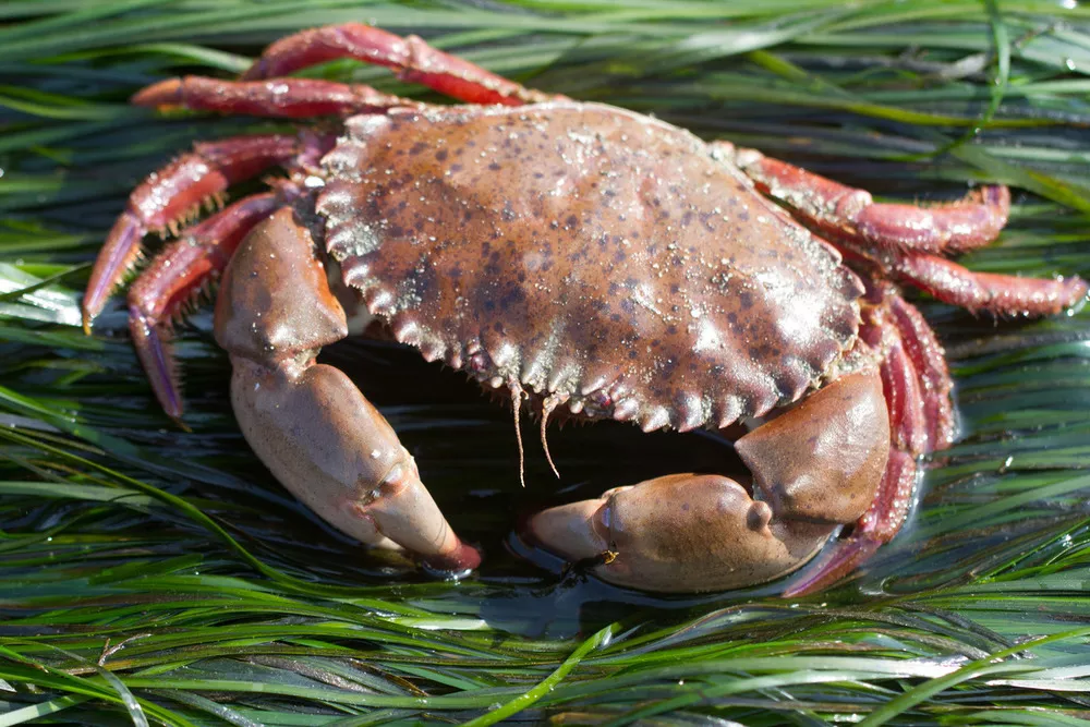 Romaleon antennarium (Pacific rock crab) | Humboldt Life | Lost Coast ...