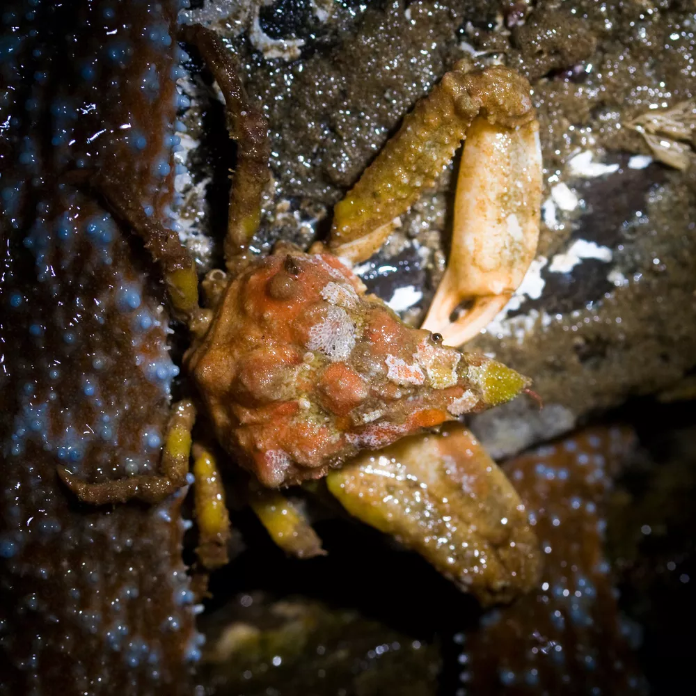Scyra acutifrons (Sharpnose crab) | Humboldt Life | Lost Coast Outpost ...