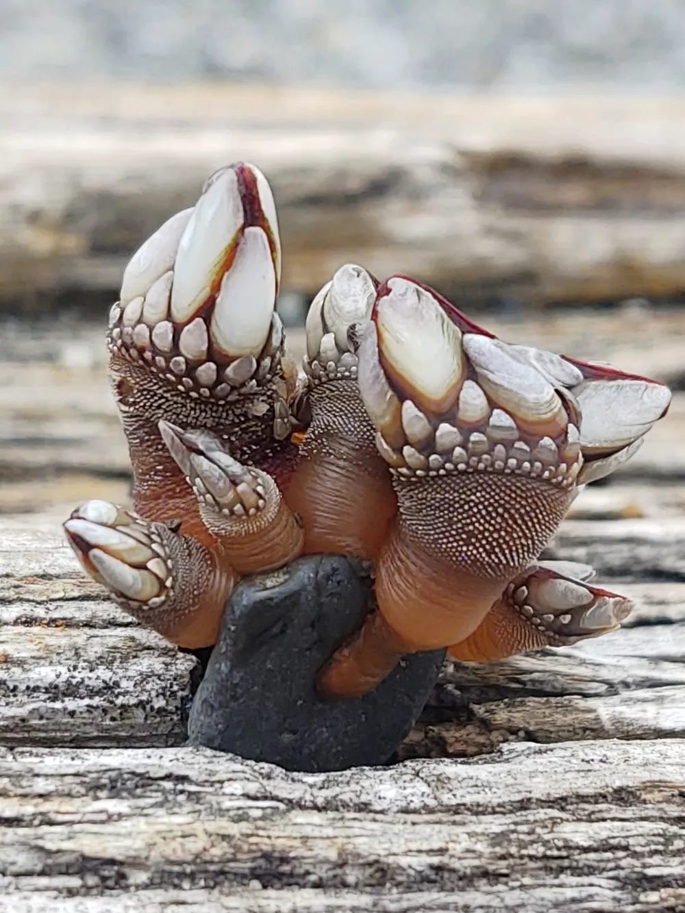 Pollicipes polymerus (Gooseneck barnacle) | Humboldt Life | Lost Coast ...