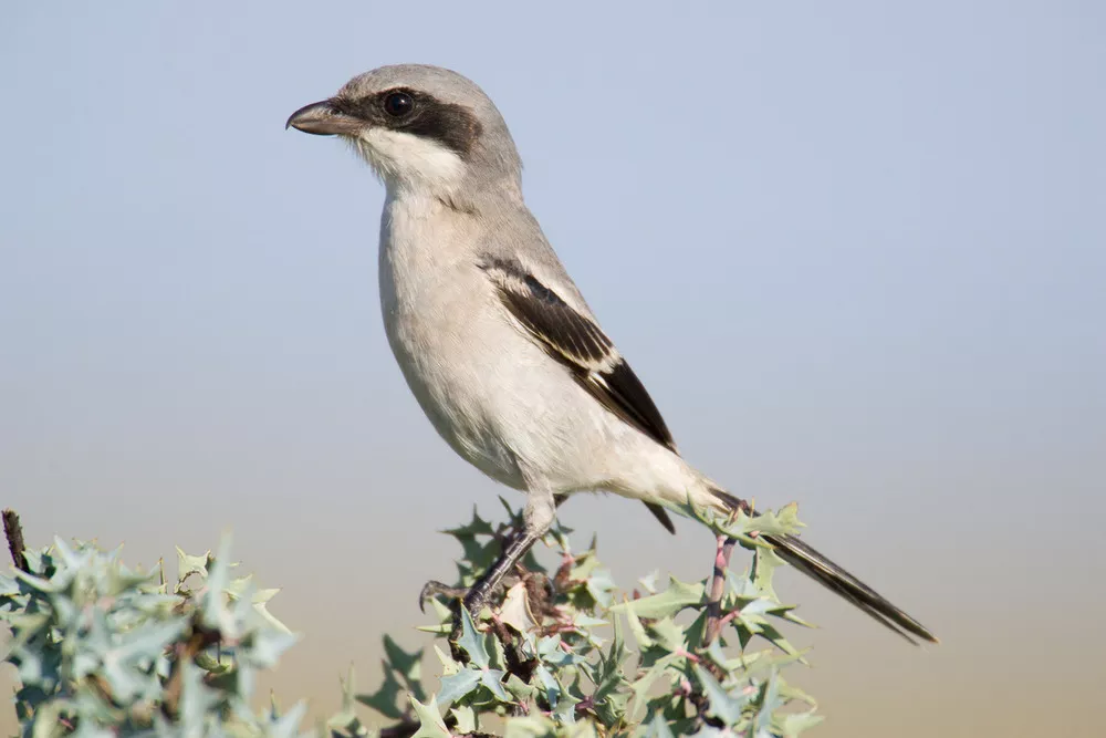 Lanius ludovicianus (Loggerhead shrike) | Humboldt Life | Lost Coast ...