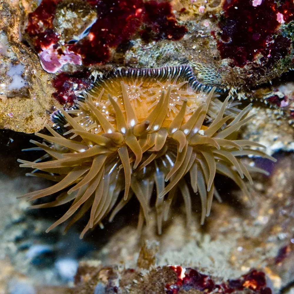 Actiniidae (Actiniid sea anemones) | Humboldt Life | Lost Coast Outpost ...