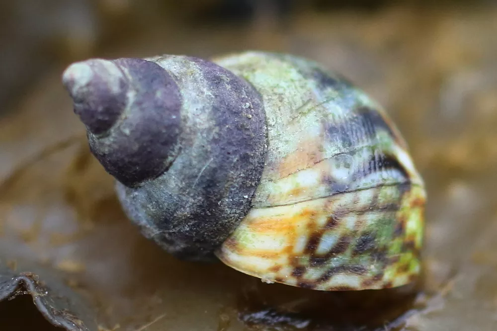 Littorinoidea (Periwinkle snails and allies) | Humboldt Life | Lost ...