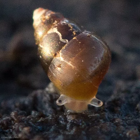 Assimineidae (Sentinel snails) | Humboldt Life | Lost Coast Outpost ...