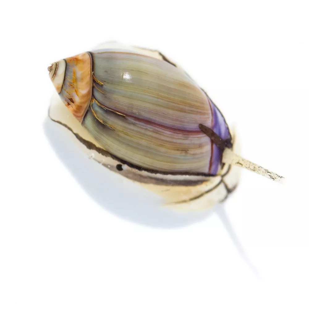 Olividae (Olive snails) | Humboldt Life | Lost Coast Outpost | Humboldt ...