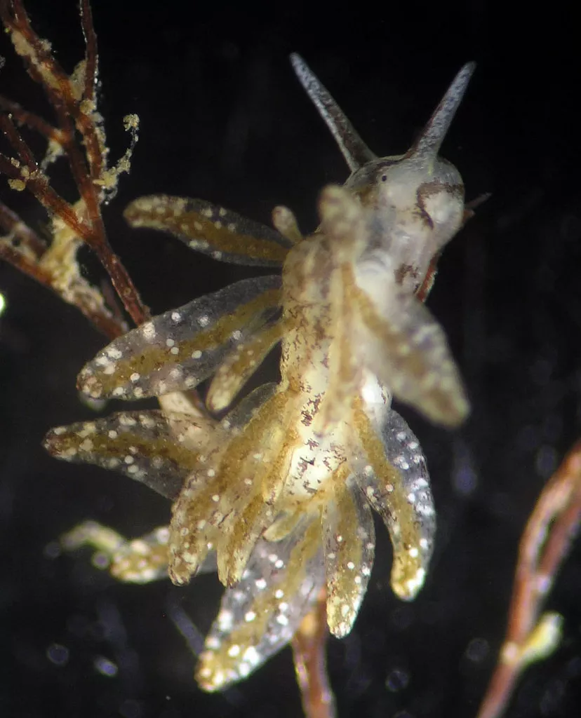 Sacoglossa (Sacoglossans) | Humboldt Life | Lost Coast Outpost ...