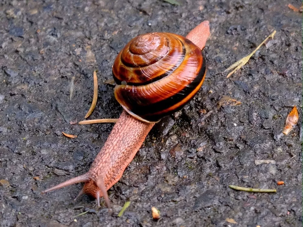 Helicina (Helicinan snails and slugs) | Humboldt Life | Lost Coast ...