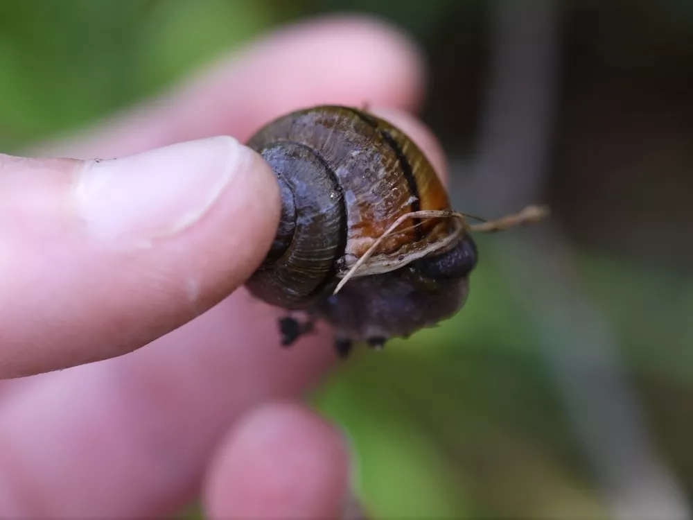 Helminthoglypta mailliardi (Del norte shoulderband snail) | Humboldt ...