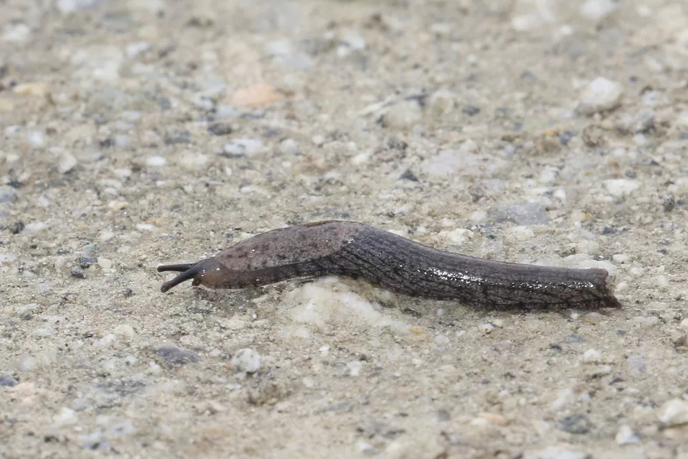Stylommatophora (Common land snails and slugs) | Humboldt Life | Lost ...