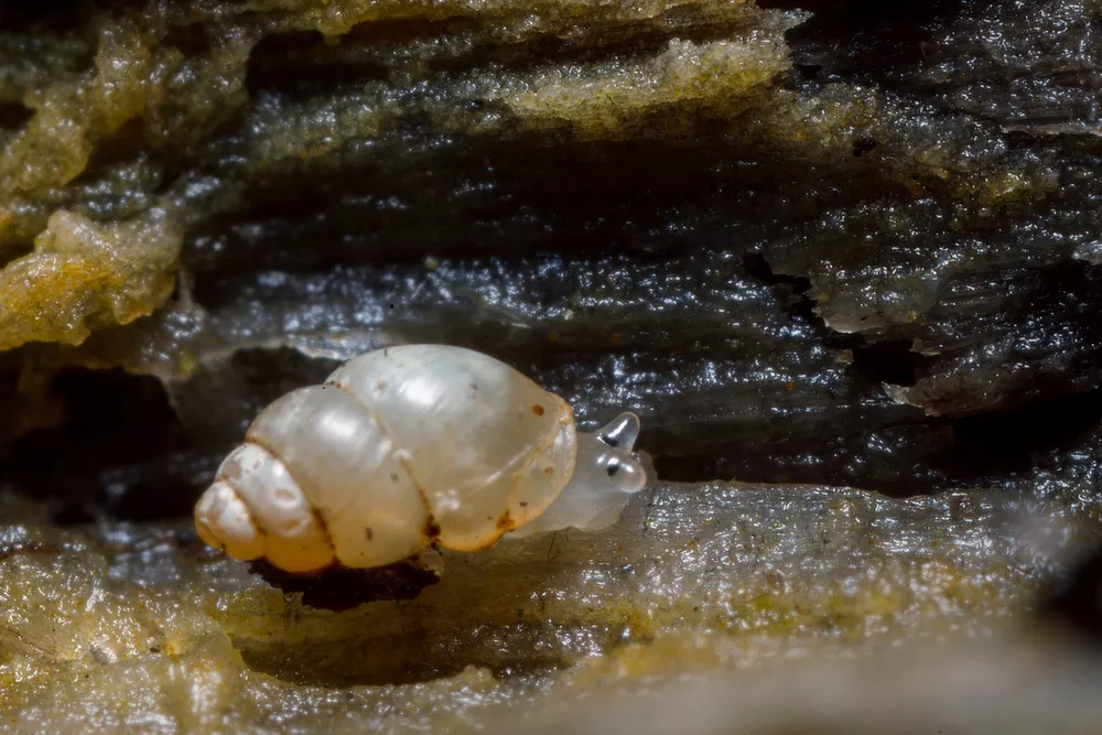 Carychium minimum (Herald-snail) | Humboldt Life | Lost Coast Outpost ...
