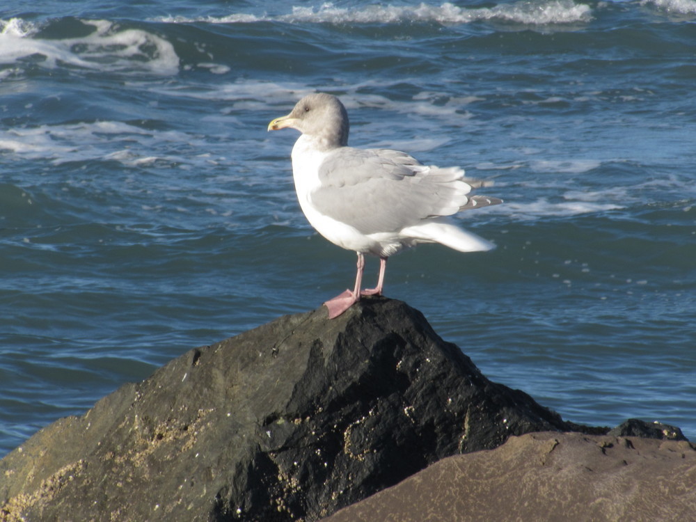 Larus glaucescens (Glaucous-winged gull) | Humboldt Life | Lost Coast ...
