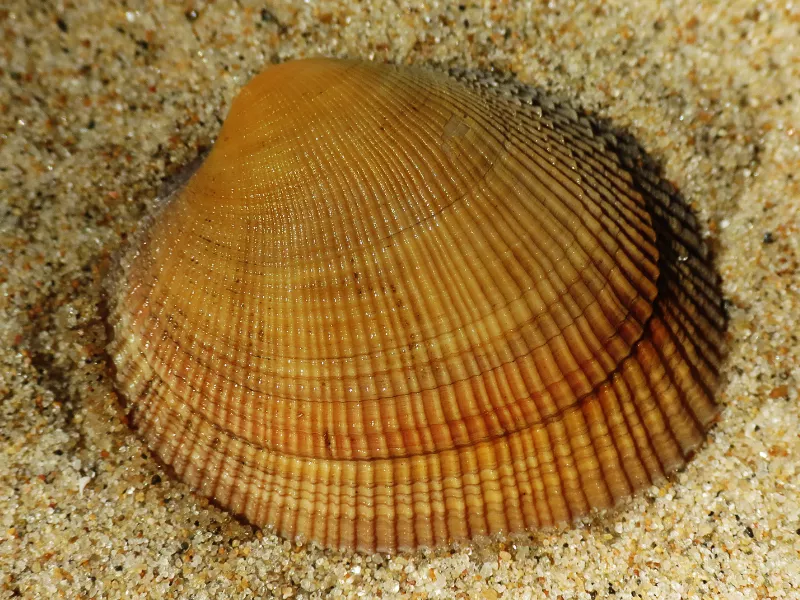 Leukoma staminea (Pacific littleneck clam) | Humboldt Life | Lost Coast ...