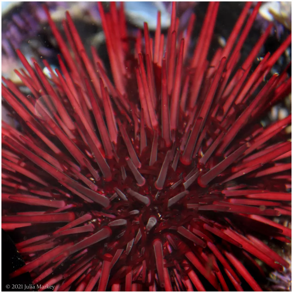 Echinoidea (Sea urchins, sand dollars, and heart urchins) | Humboldt ...