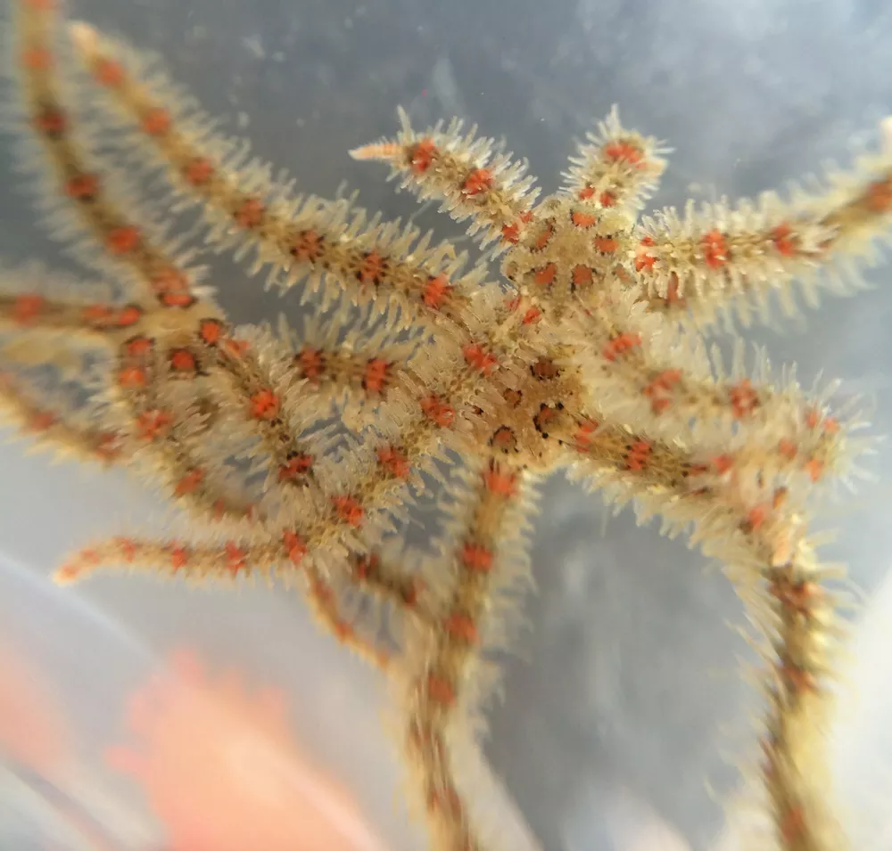 Ophiactoidea | Humboldt Life | Lost Coast Outpost | Humboldt County News