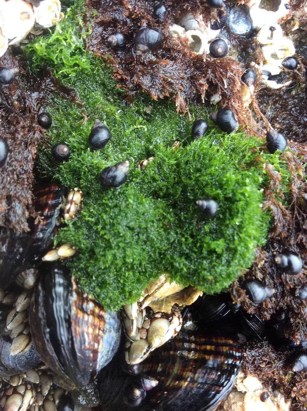 Cladophoraceae | Humboldt Life | Lost Coast Outpost | Humboldt County News