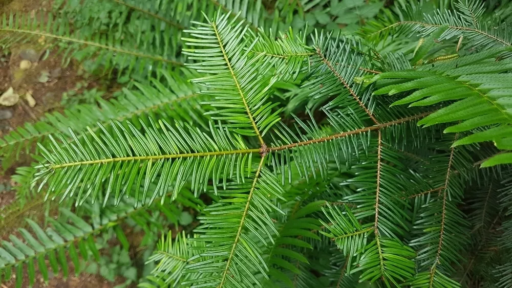 Abies grandis (Grand fir) | Humboldt Life | Lost Coast Outpost ...