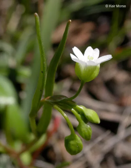 Montia linearis (Narrow-leaved montia) | Humboldt Life | Lost Coast ...