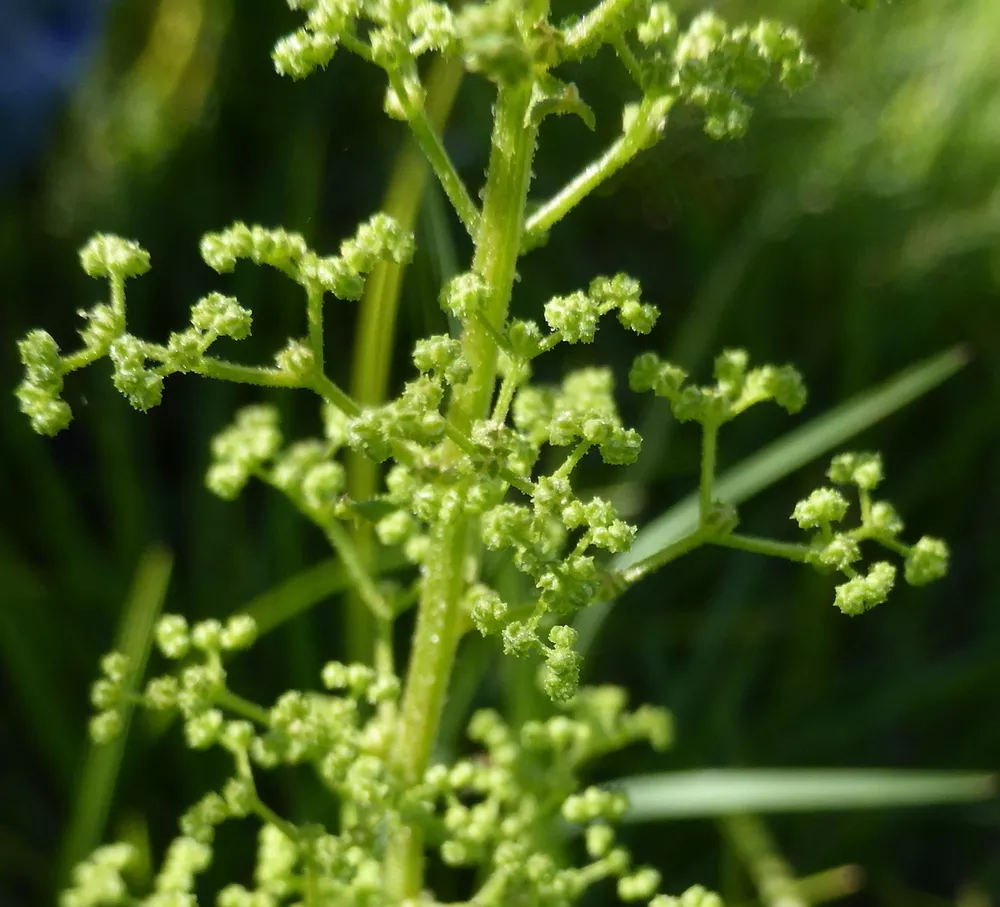 Chenopodioideae (Saltbush subfamily) | Humboldt Life | Lost Coast ...