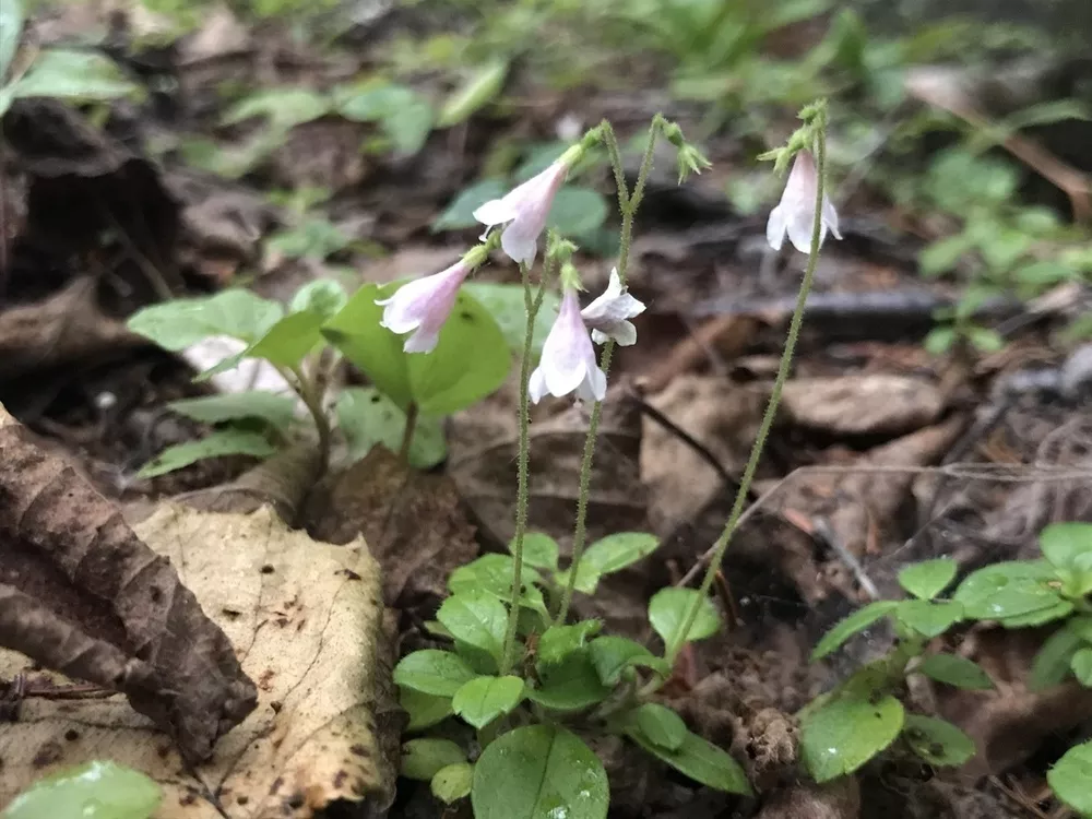Linnaea (Twinflowers) | Humboldt Life | Lost Coast Outpost | Humboldt ...