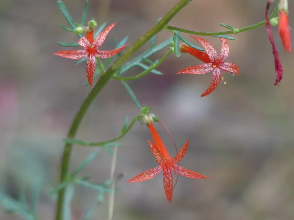 Ipomopsis (Ipomopsises) | Humboldt Life | Lost Coast Outpost | Humboldt ...