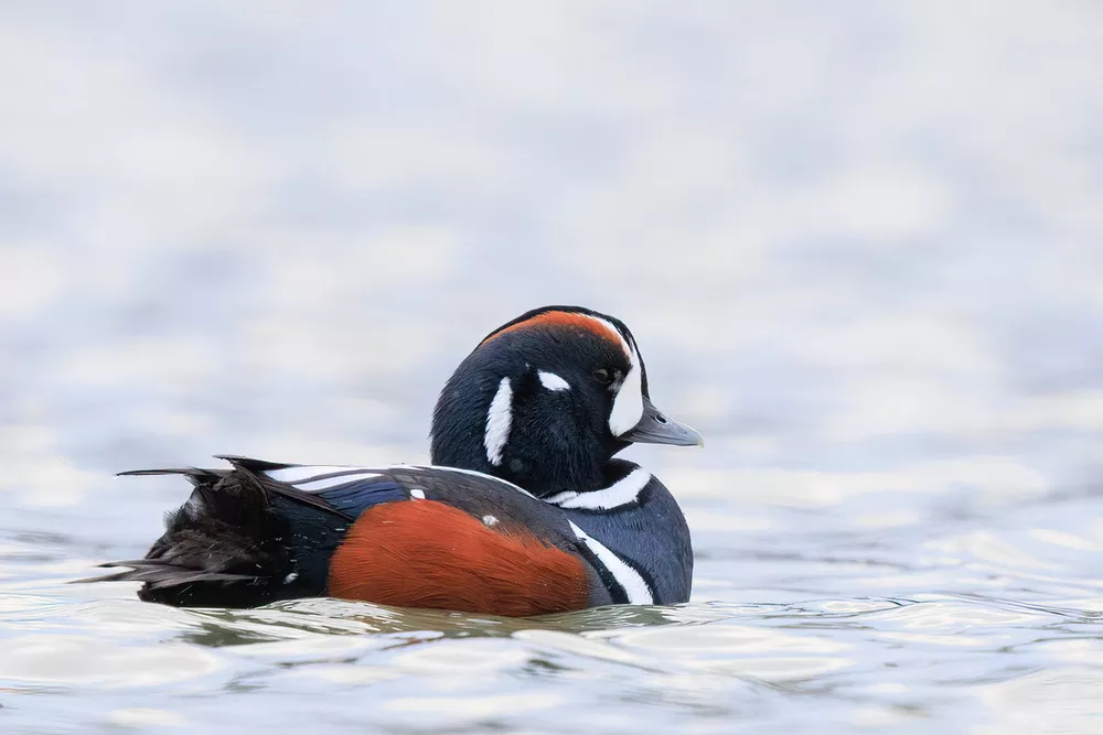 Histrionicus histrionicus (Harlequin duck) | Humboldt Life | Lost Coast ...