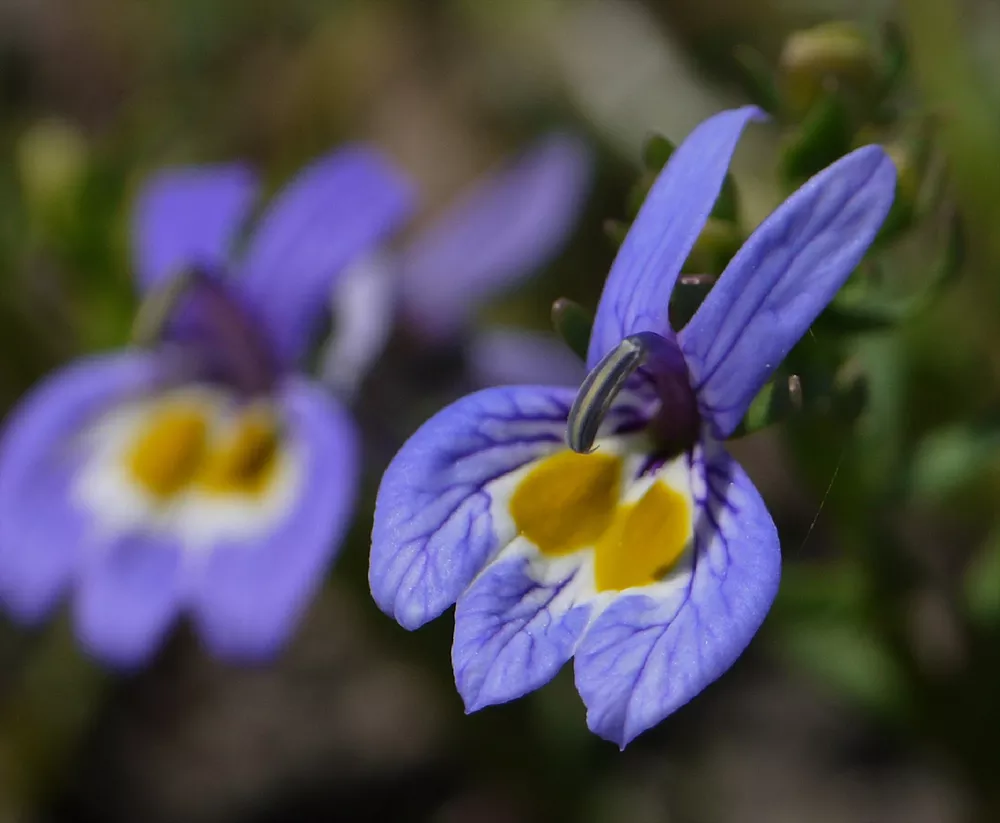 Lobelioideae (Lobelia subfamily) | Humboldt Life | Lost Coast Outpost ...