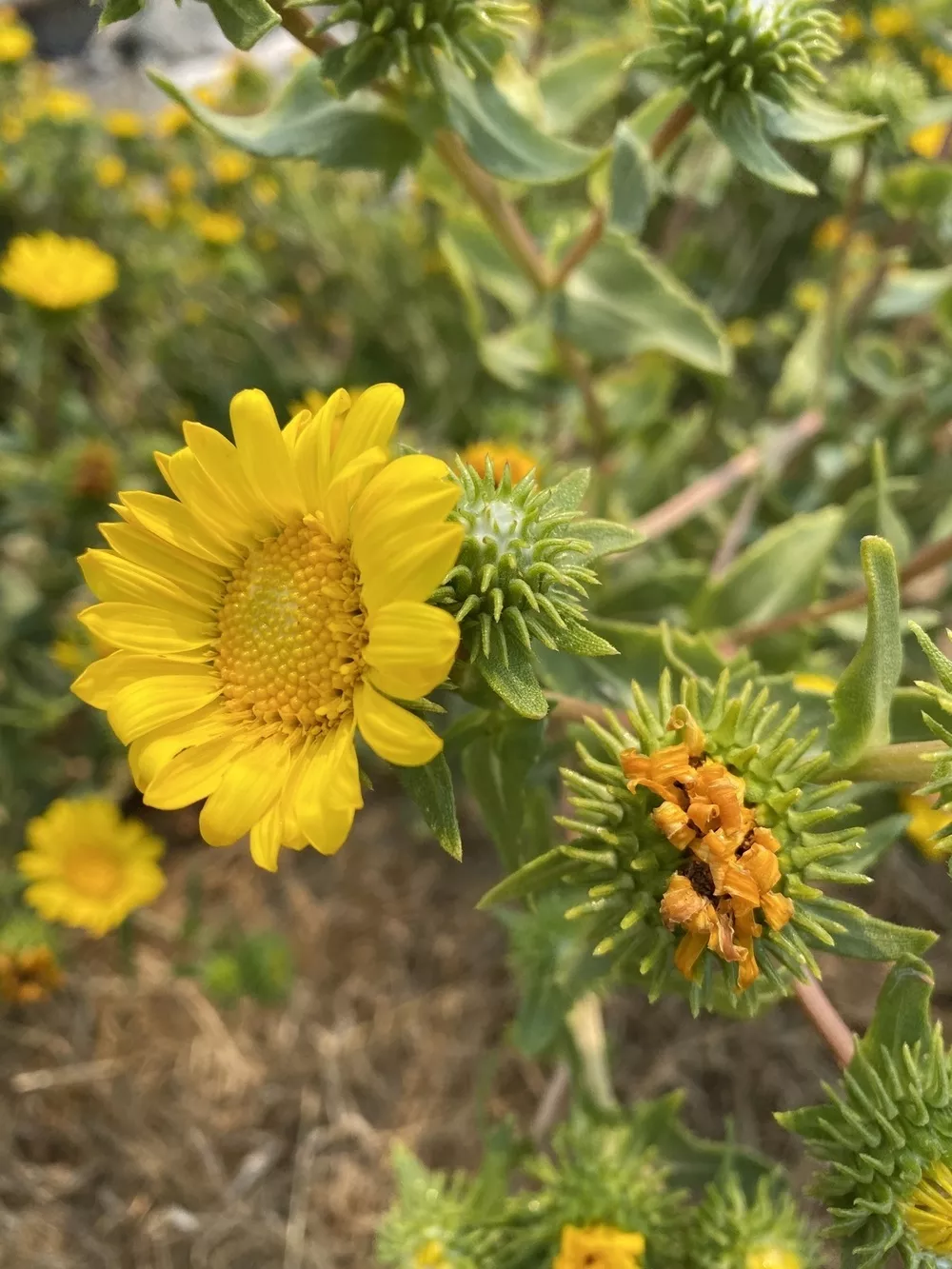 Angiospermae (Flowering plants) | Humboldt Life | Lost Coast Outpost ...