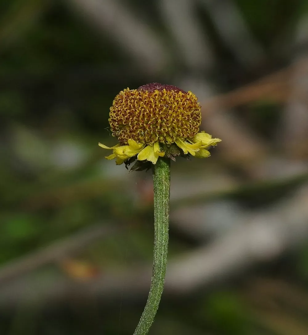 Helenieae | Humboldt Life | Lost Coast Outpost | Humboldt County News