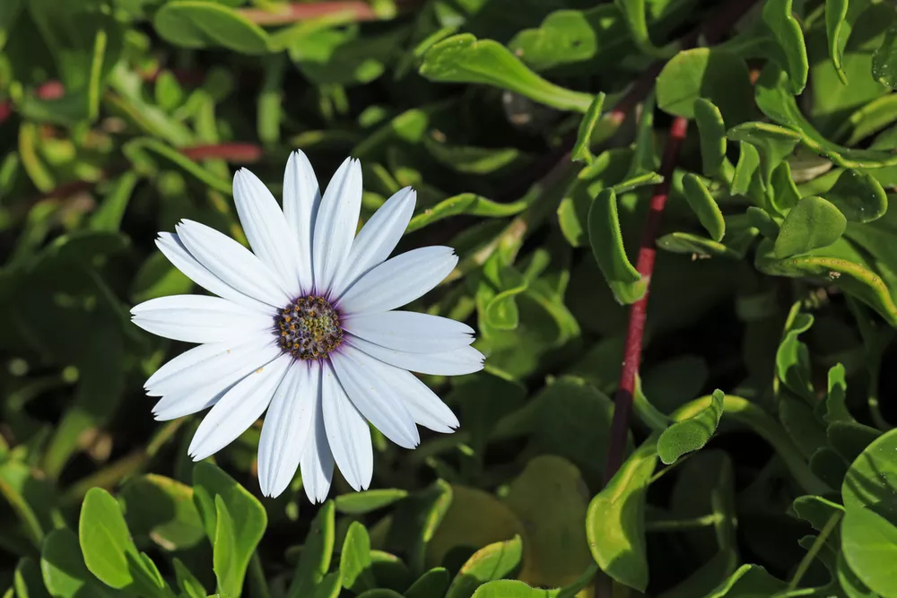 Dimorphotheca (Afro-australian daisies) | Humboldt Life | Lost Coast ...