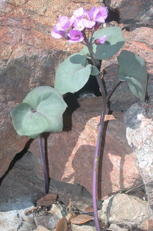Cardamine pachystigma (Serpentine bittercress) | Humboldt Life | Lost ...