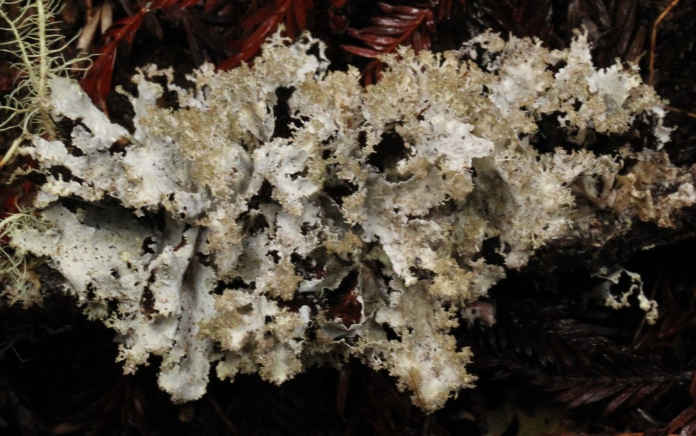 Platismatia glauca (Varied rag lichen) | Humboldt Life | Lost Coast ...