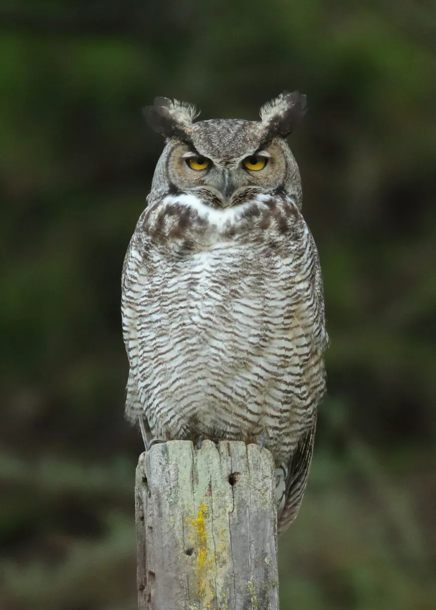 Strigiformes (Owls) | Humboldt Life | Lost Coast Outpost | Humboldt ...