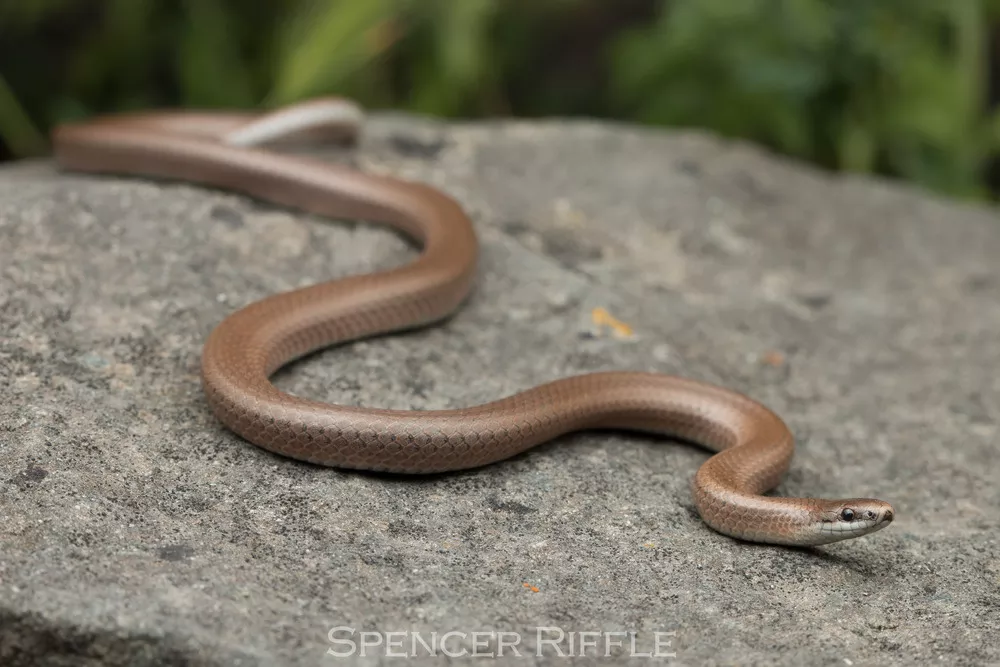 Contia longicaudae (Forest sharp-tailed snake) | Humboldt Life | Lost ...
