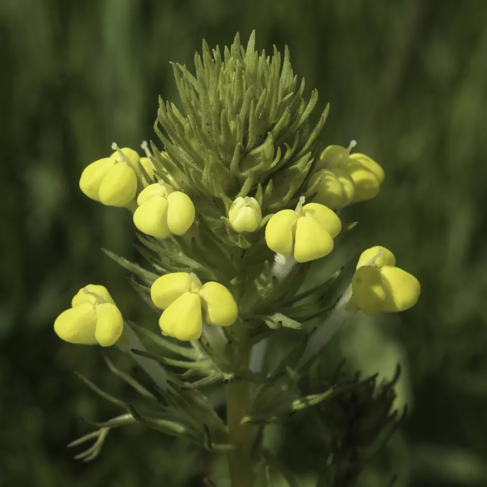 Triphysaria versicolor (Yellow-beak false owl's-clover) | Humboldt Life ...