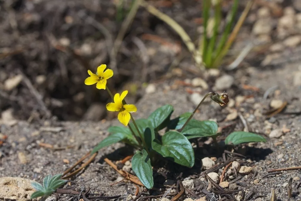 Viola purpurea integrifolia (Smooth leaved violet) | Humboldt Life ...