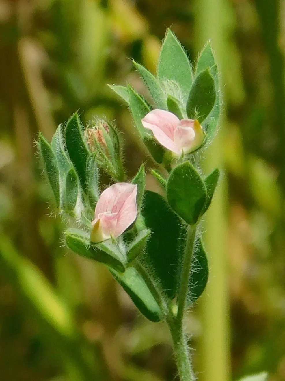 Acmispon americanus (Spanish clover) | Humboldt Life | Lost Coast ...