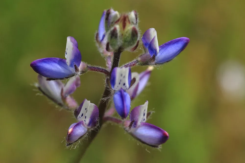 Lupinus bicolor (Miniature lupine) | Humboldt Life | Lost Coast Outpost ...
