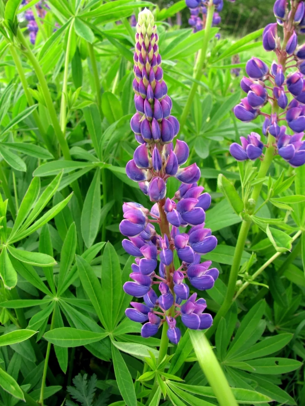 Lupinus polyphyllus (Large-leaved lupine) | Humboldt Life | Lost Coast Outpost | Humboldt County ...