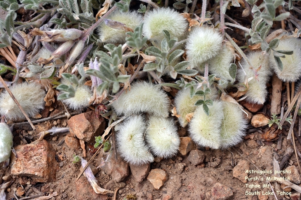 Astragalus purshii (Woollypod milkvetch) | Humboldt Life | Lost Coast ...