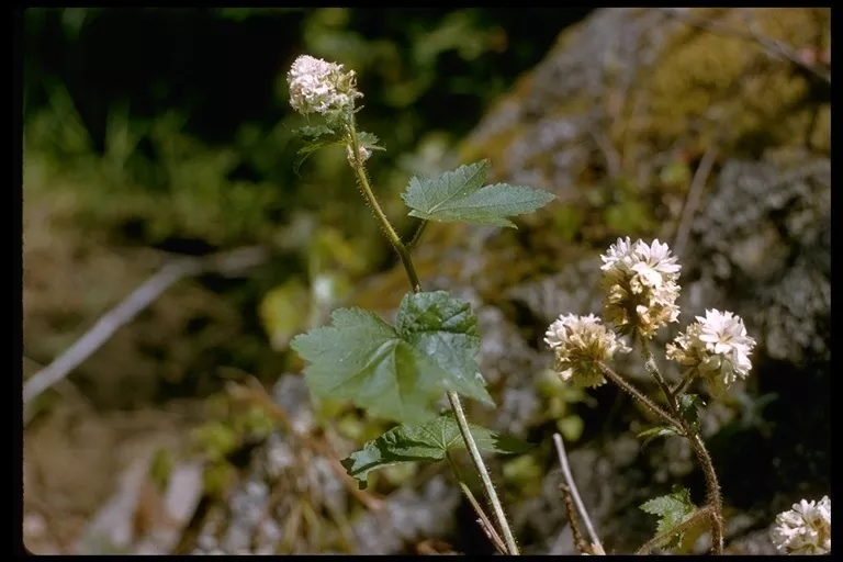 Sidalcea (Checkerblooms) | Humboldt Life | Lost Coast Outpost ...