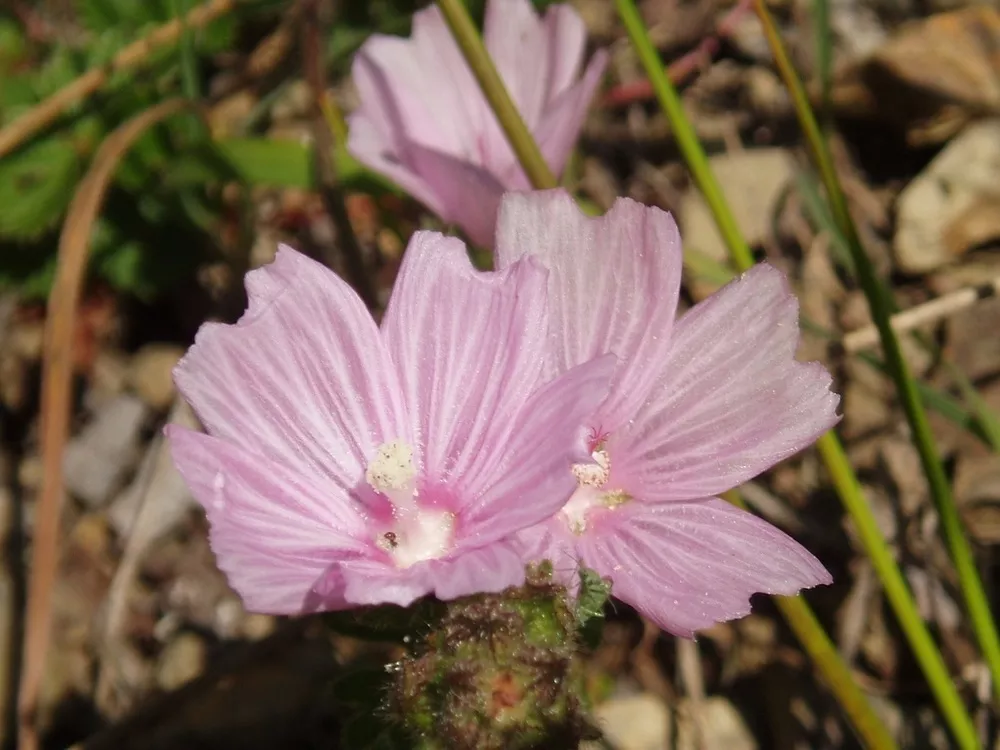 Sidalcea malviflora (Dwarf checkermallow) | Humboldt Life | Lost Coast ...